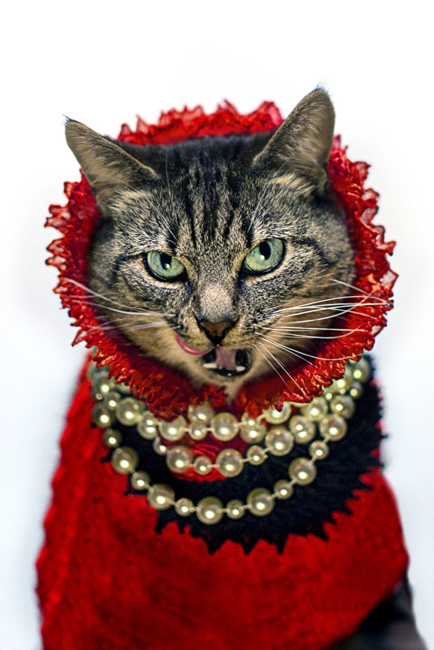 Cat Couture by Jason Mc Groarty