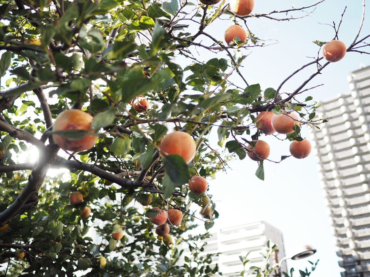 Kakino-Kinoshita | VI Design by Masaomi Fujita | Design Ideas