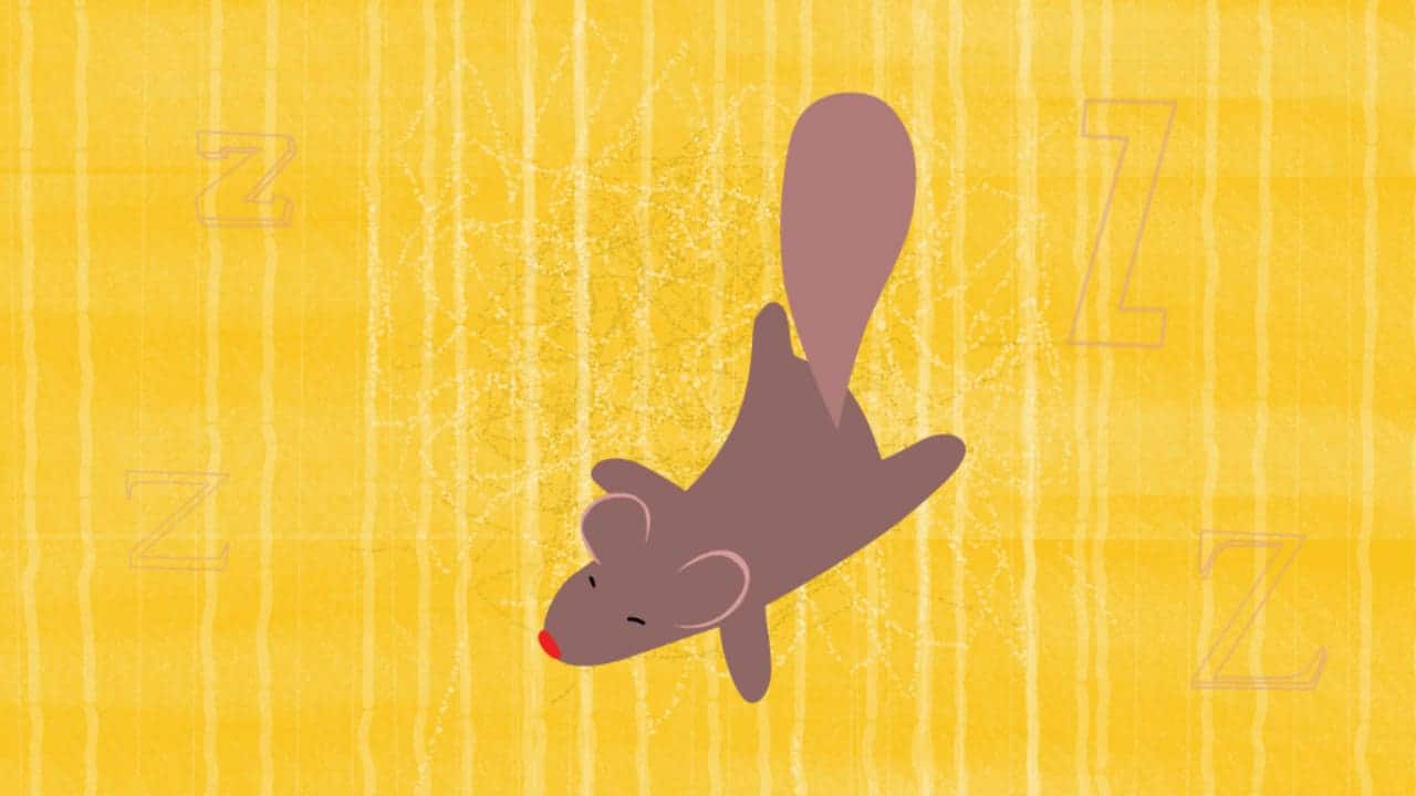 El lirón dormilón | the sleeping dormouse | Design Ideas