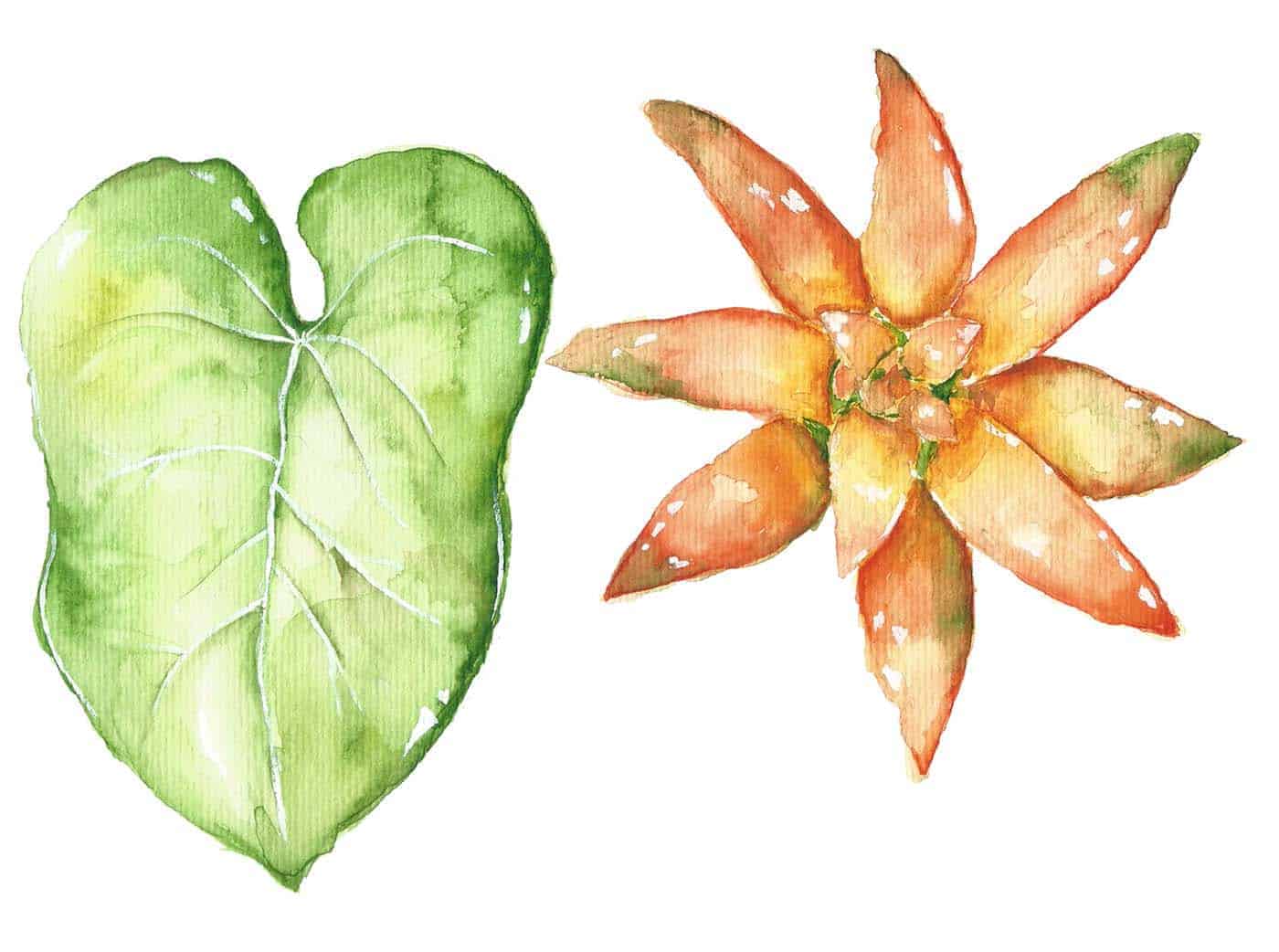 Fauna and flora of Brazil | Design Ideas