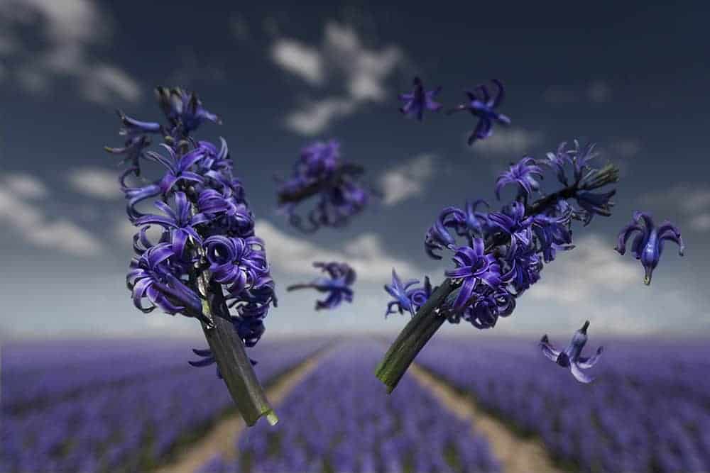 Gravity - Flower Power | Design Ideas